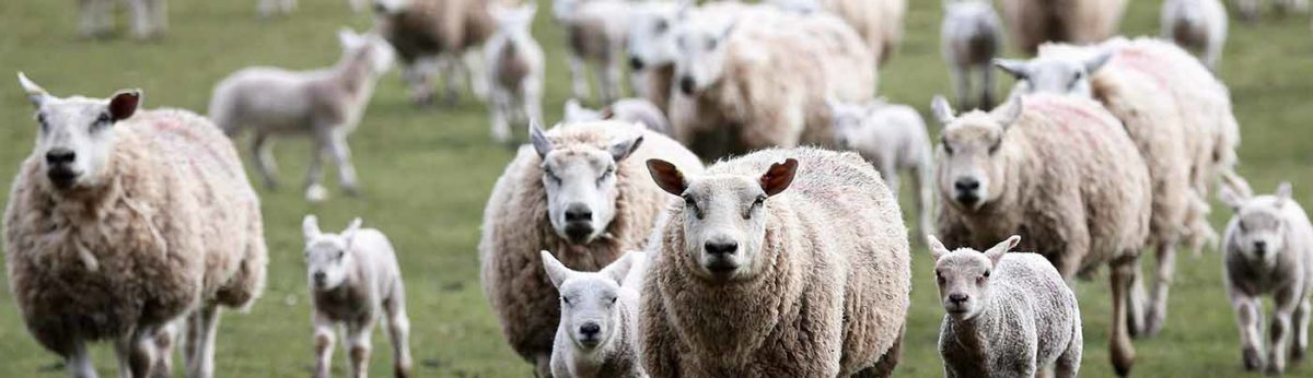 Farming | Sorn Castle | Farming at Sorn Castle